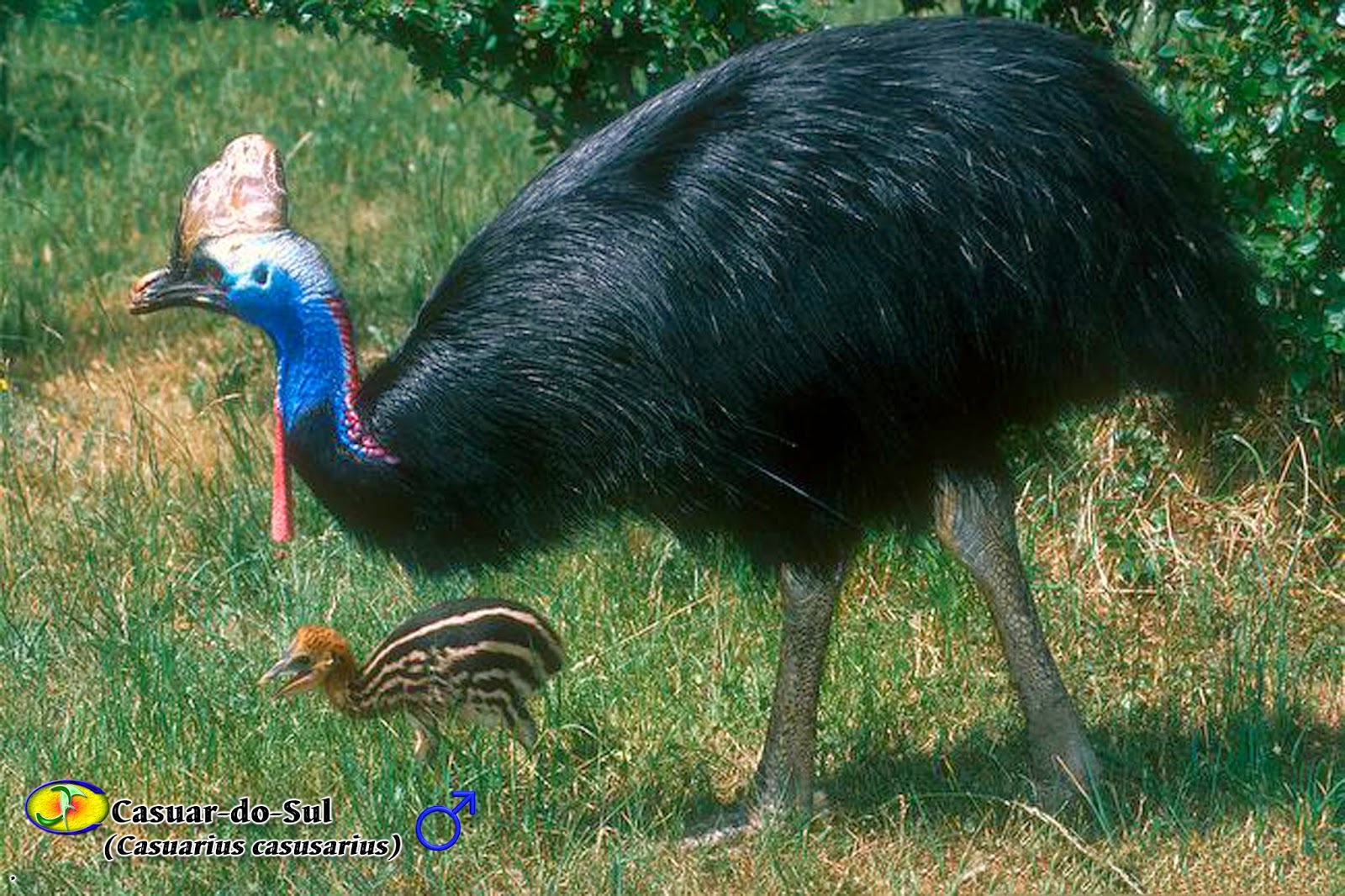 Zoologia: Casuar-do-Sul (Casuarius casuarius)